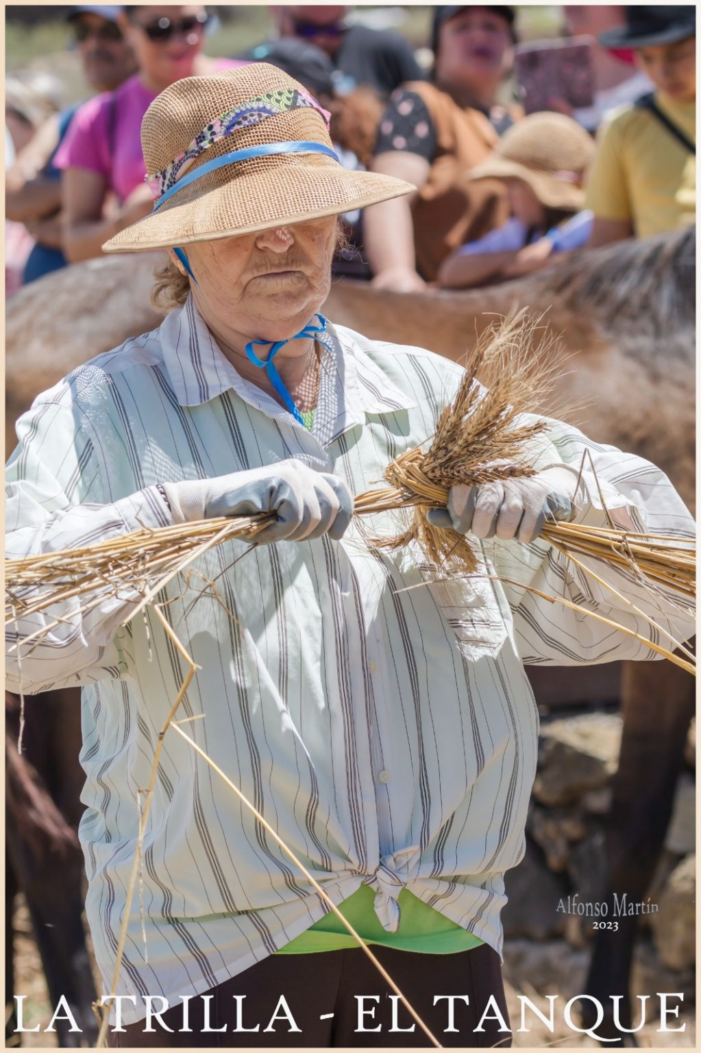 La Trilla 2023 en el Ecomuseo de El Tanque | Más Canarias | mascanarias.es